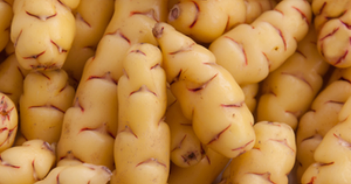 Delifresh | Artichoke Oca de Peru