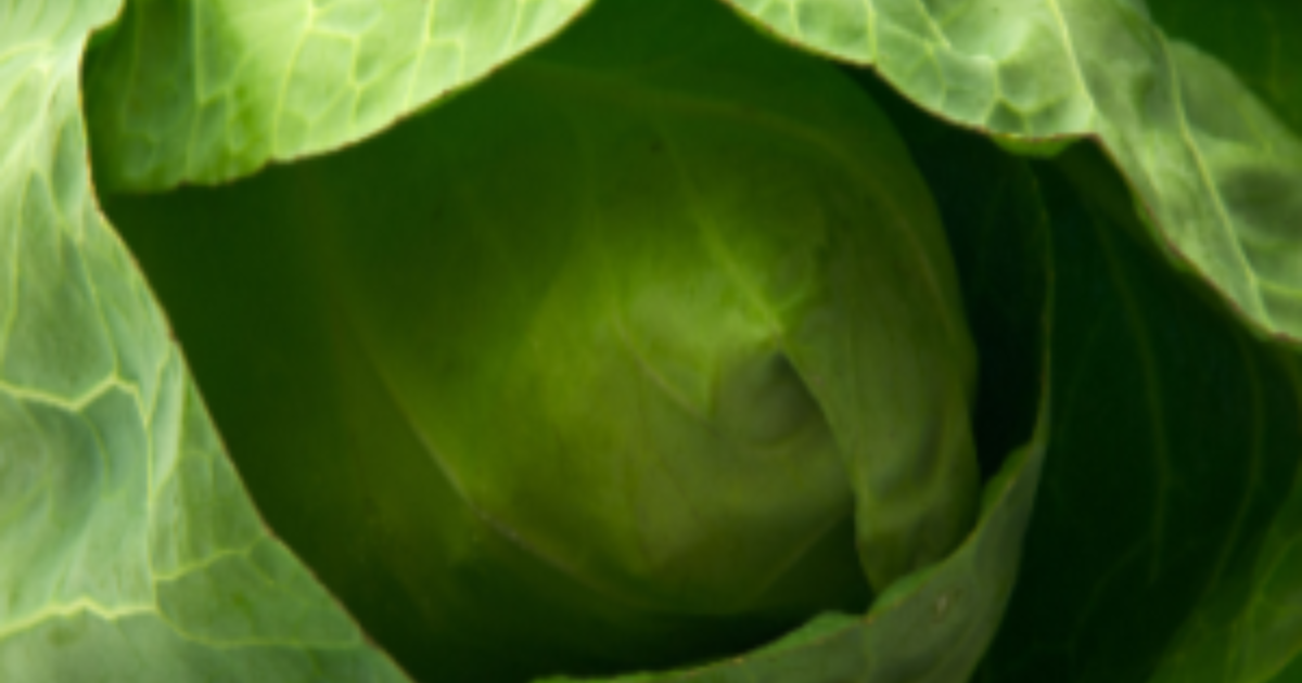 Delifresh | Cabbage Hispi