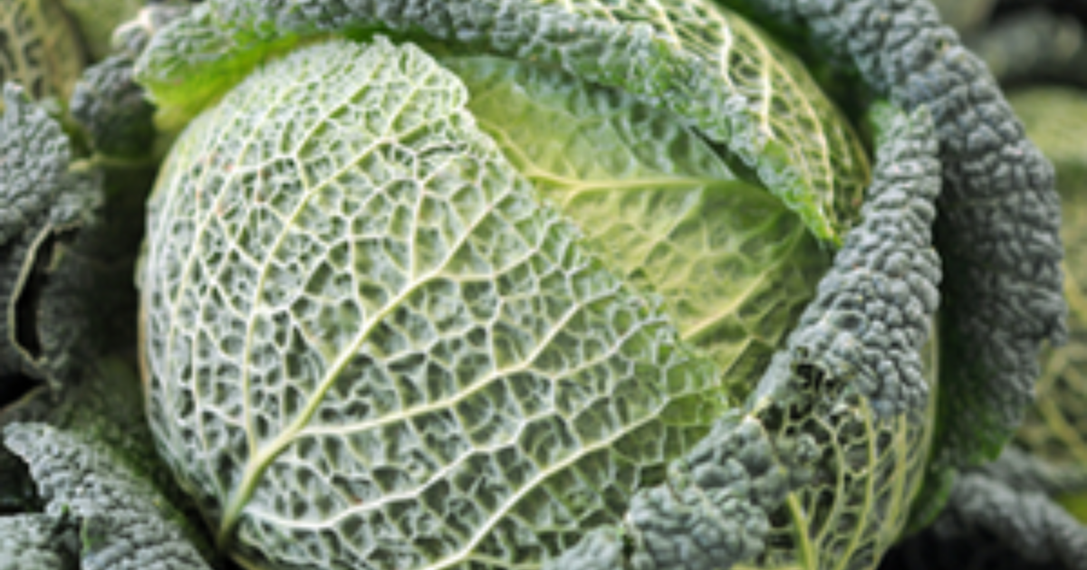Delifresh | Cabbage Savoy