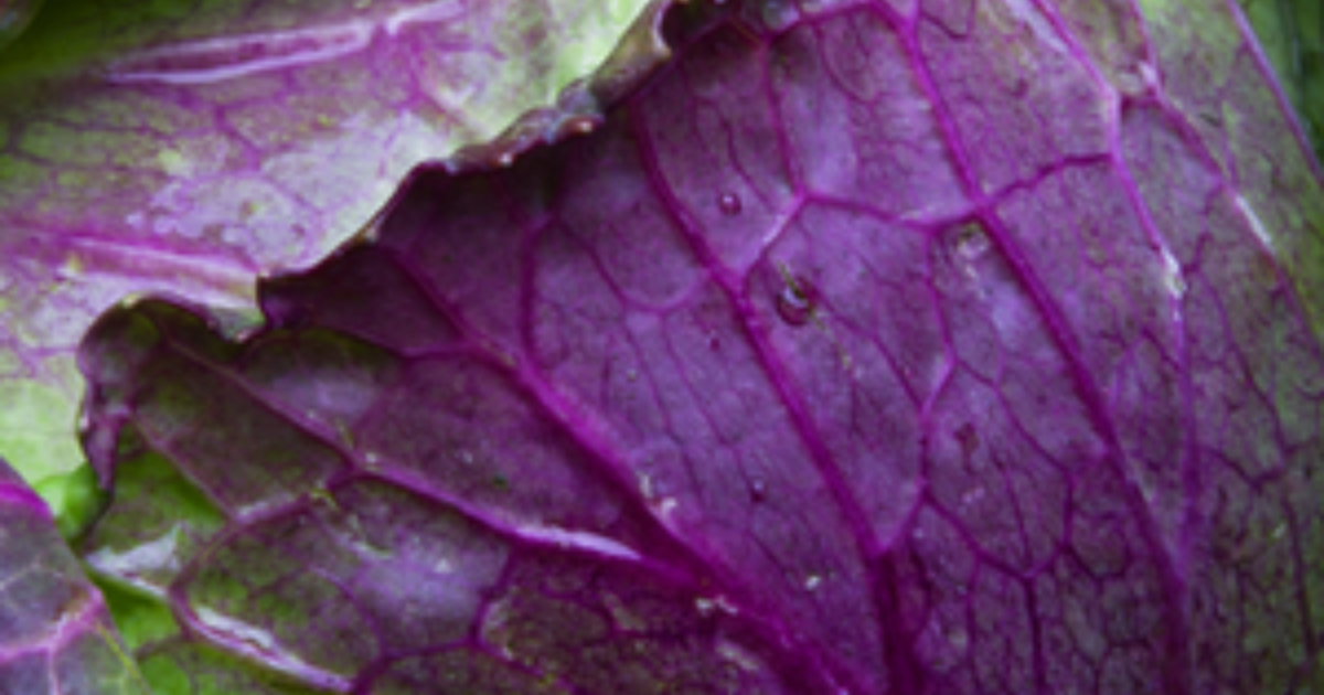 Delifresh | Cabbage January King