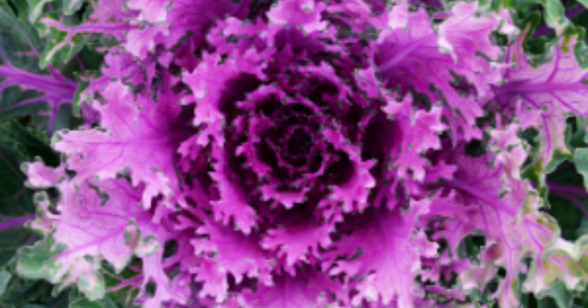 Delifresh | Kale Purple Queen