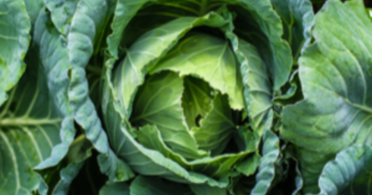 Delifresh | Cabbage Spring