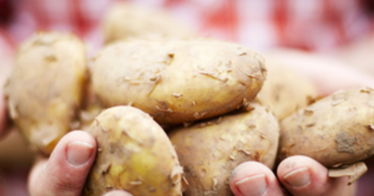 Delifresh | Potato Jersey Mids