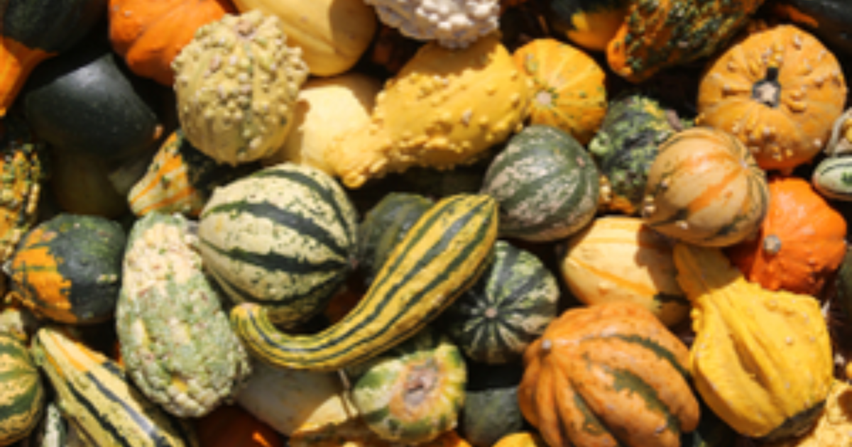 Delifresh | Squash Mixed Gourds