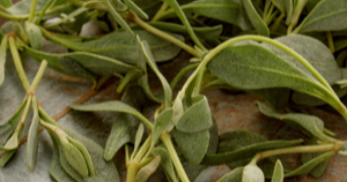 Delifresh | Micro Herb Sea Purslane