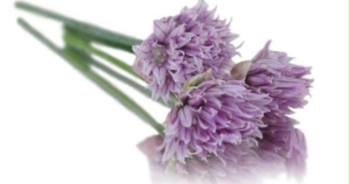 Delifresh | Micro Chive Flowers
