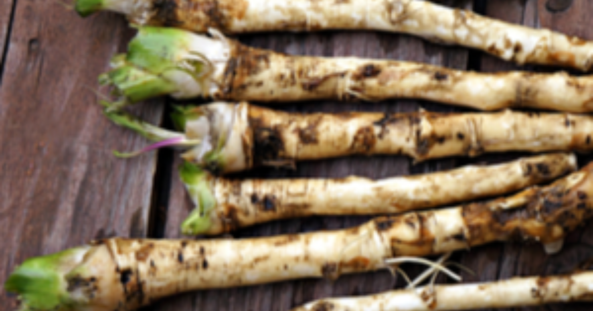 Delifresh | Horse Radish Stick