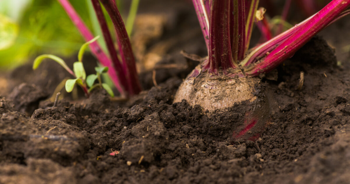 Delifresh | Micro Herb Sea Beet